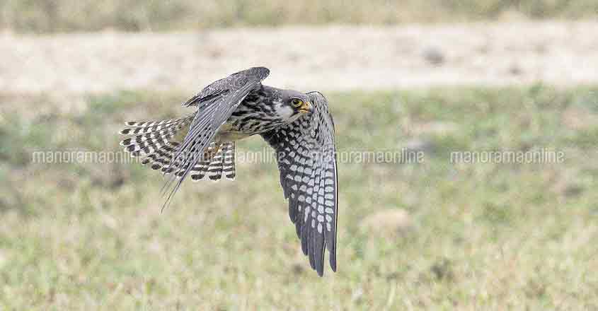 GPS-tagged Amur Falcon reaches Somalia from Manipur | GPS-tagged birds ...