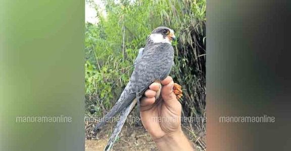GPS-tagged Amur Falcon reaches Somalia from Manipur | GPS-tagged birds ...