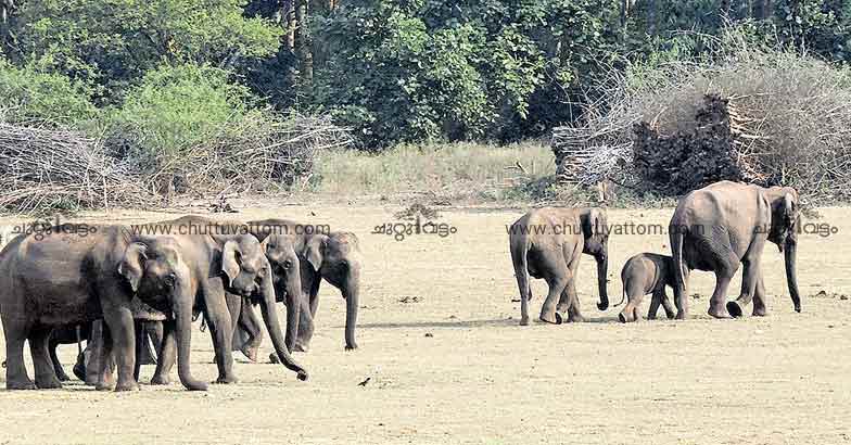Wayanad residents lose sleep as elephant herds make merry | Wayanad ...