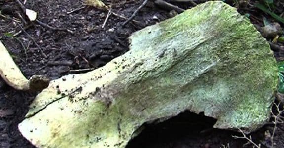 A pineapple farm murder that led sleuths to the kingpin behind the ...