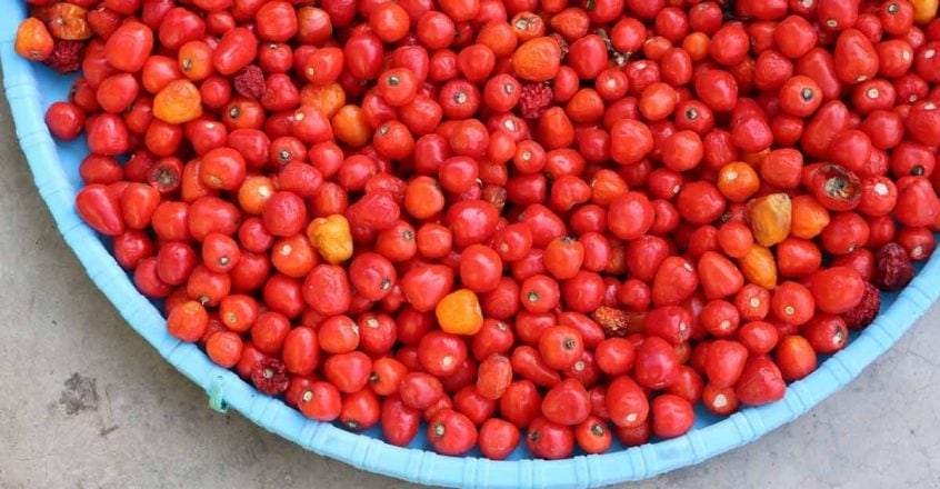 12 varieties of Indian chillies you must know about | Manorama English