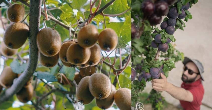 From orchard to table: These youths are bringing fresh and juicy Shimla ...