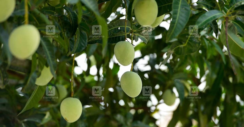 Emerging spots: Kunhimangalam in Kannur; Kerala's mango paradise ...