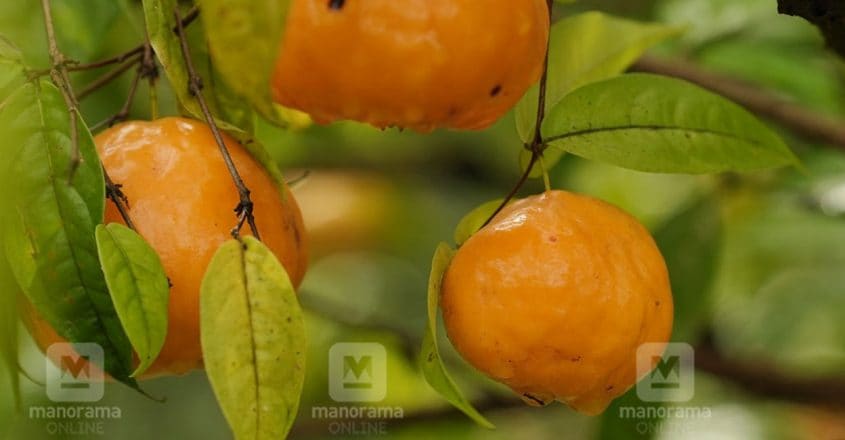 Know your fruit | Mammootty's favourite sundrop