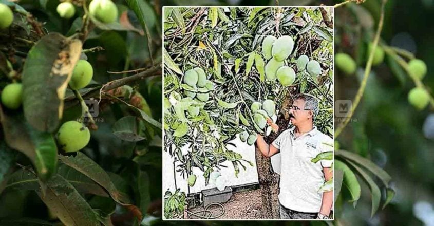 10 varieties of mango on a single tree talk of the town in Kannur ...