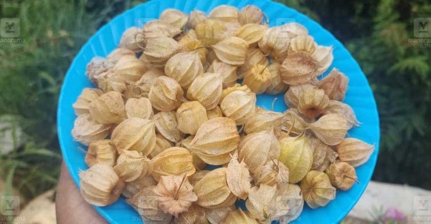 Seen this golden fruit in backyard? You'll be shocked to know how much ...
