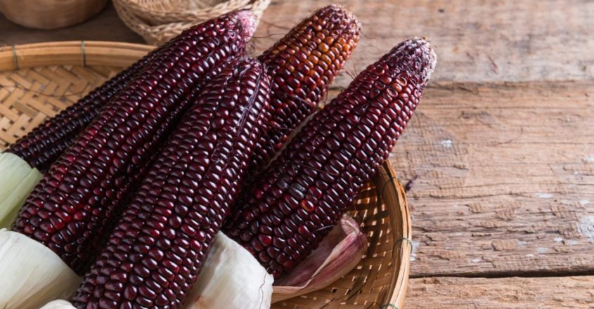 No, it’s not pomegranate: Meet red corn, a colourful cousin of the ...