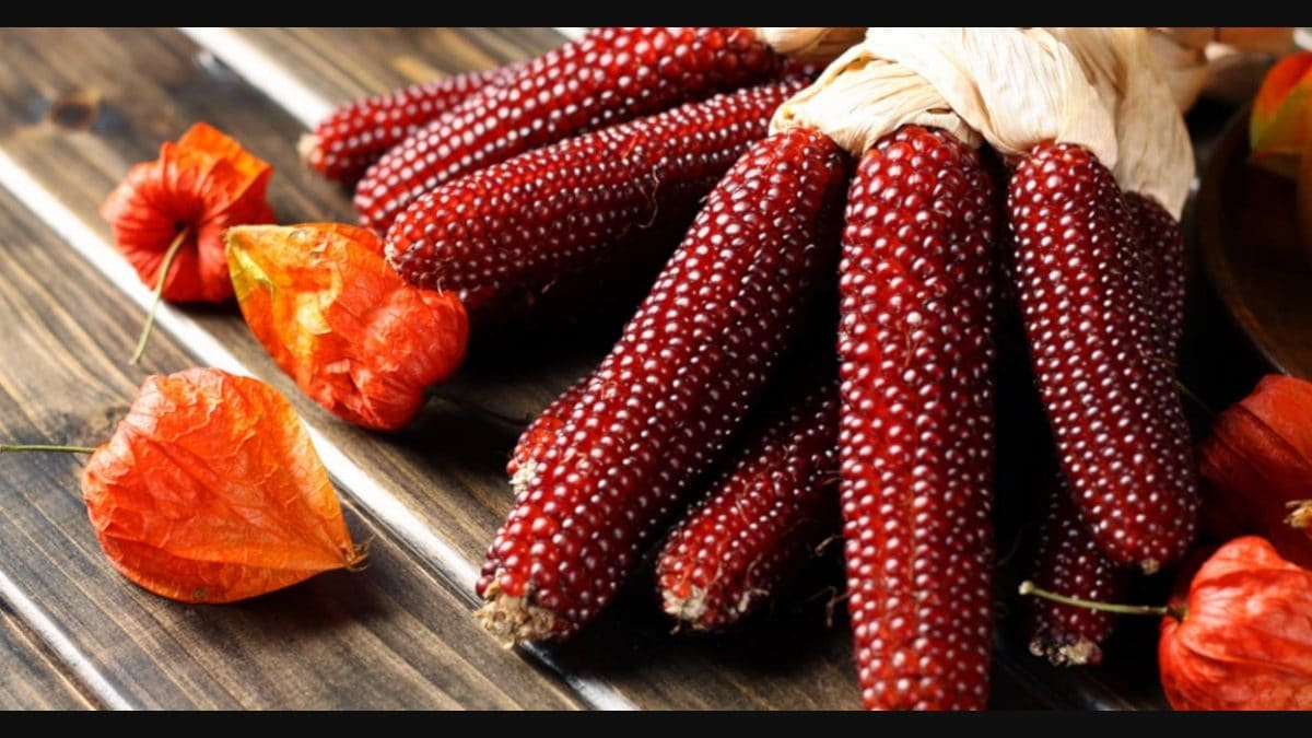 red corns