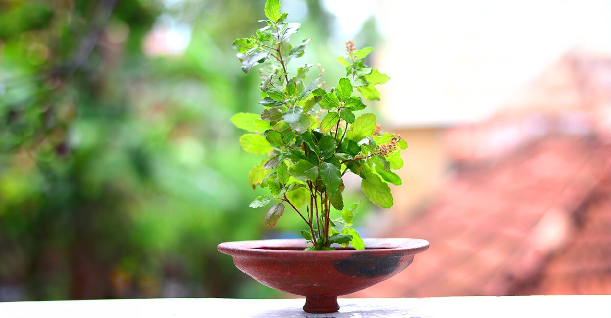 Grow your own garnish: 5 Indian kitchen herbs you can plant in pots