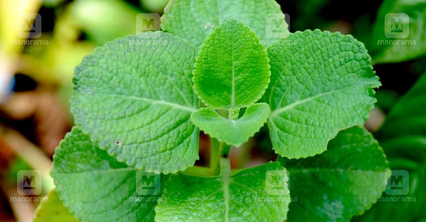 Healthy panikoorka pakoda | Kerala Kitchen | Food | Recipe | Manorama ...