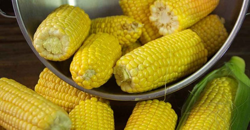 Yummy lunch box: Try these simple and healthy corn and curd rice ...