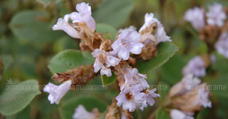 Kurinji Flower Bloom In Kodaikanal 2018 | Best Flower Site