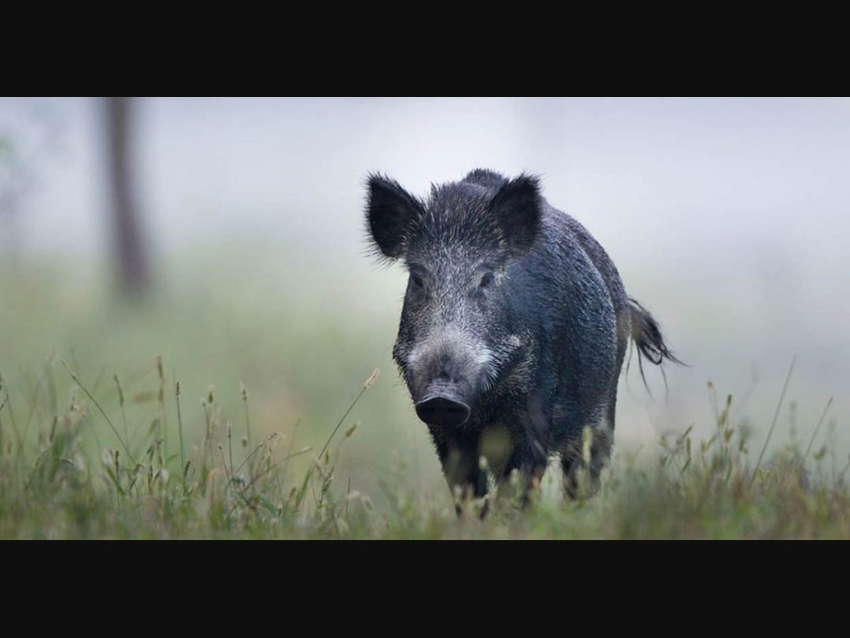Wild Boar Attack Leopard