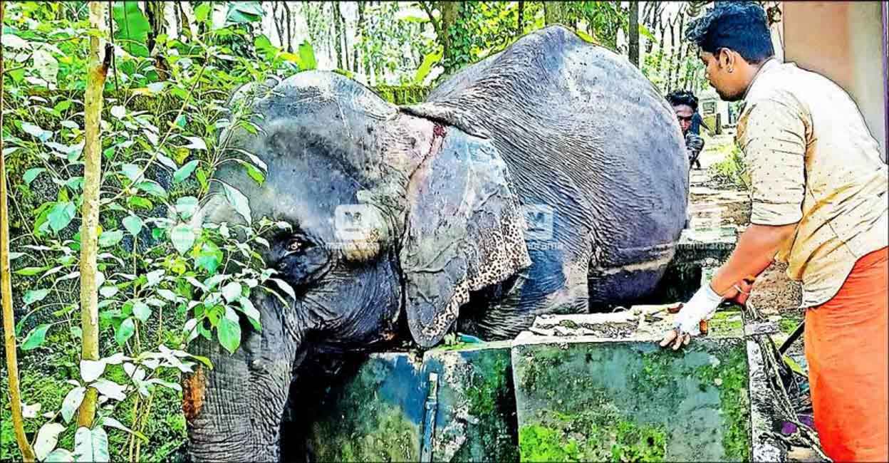 Elephant gets stuck over well while running amok on hearing the sound ...