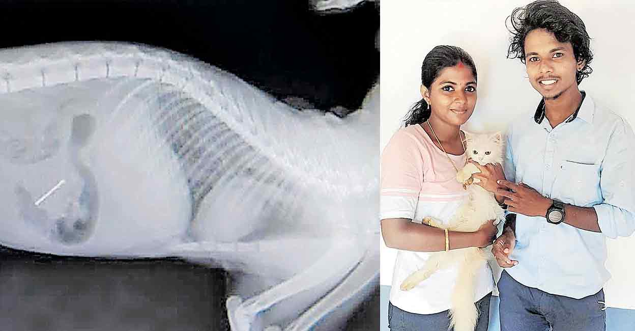 Surgery saves cat that swallowed fishing hook and string | Kerala News ...