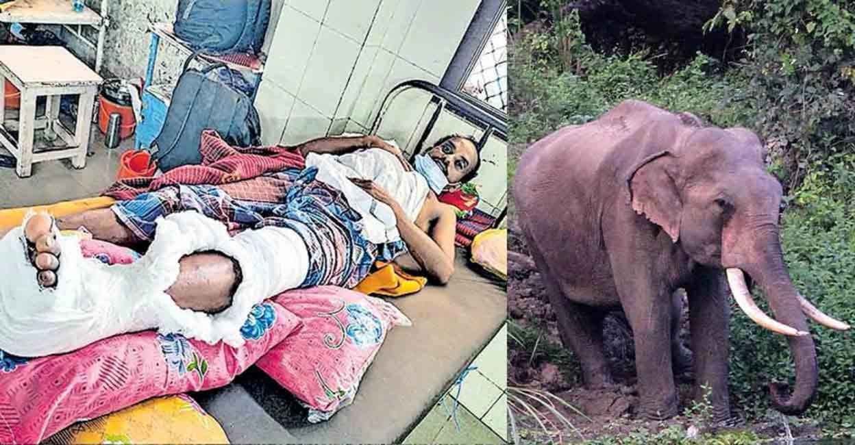 kerala elephant attack