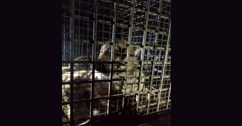 Wayanad's cattle-lifting tiger caught after 26-day hunt | Manorama English