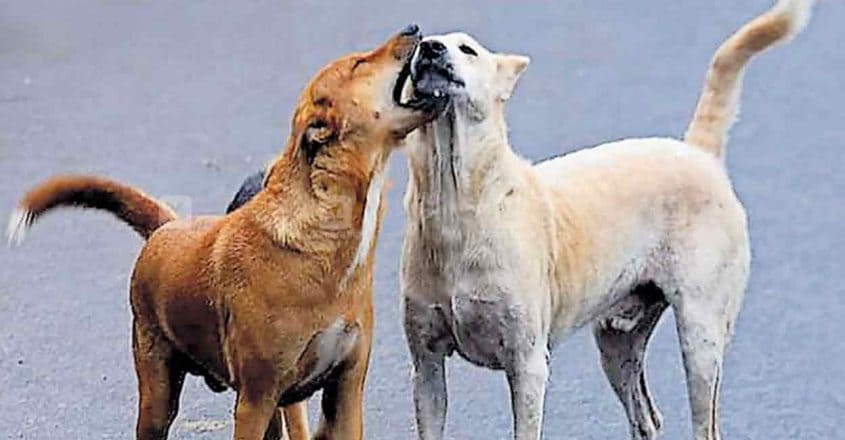 Stray dogs vaccination: 800 persons volunteer to catch dogs | Manorama ...