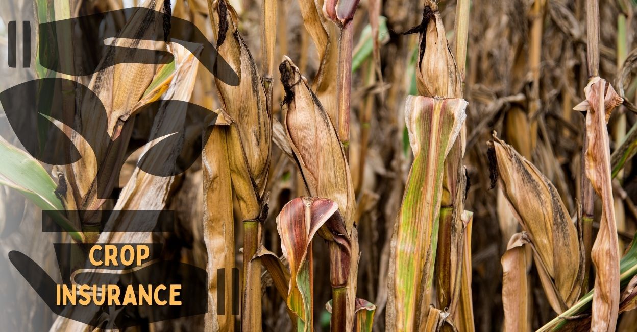 Rain fury | How to get compensation for crop loss in Kerala? | Manorama ...