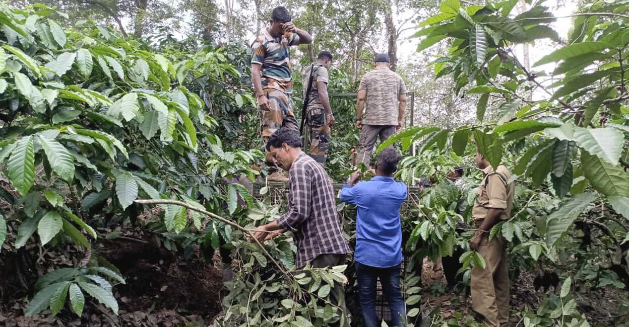 All arrangements in place, but tiger that killed Wayanad farmer remains ...