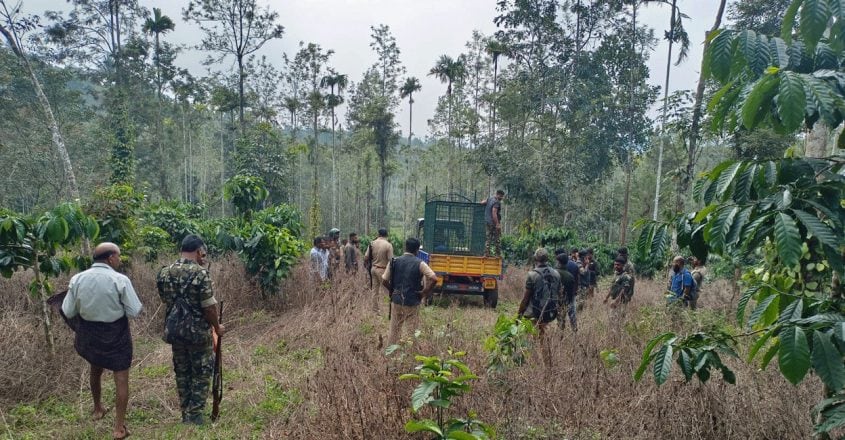 80-member team to hunt tiger that killed farmer in Wayanad four days ago