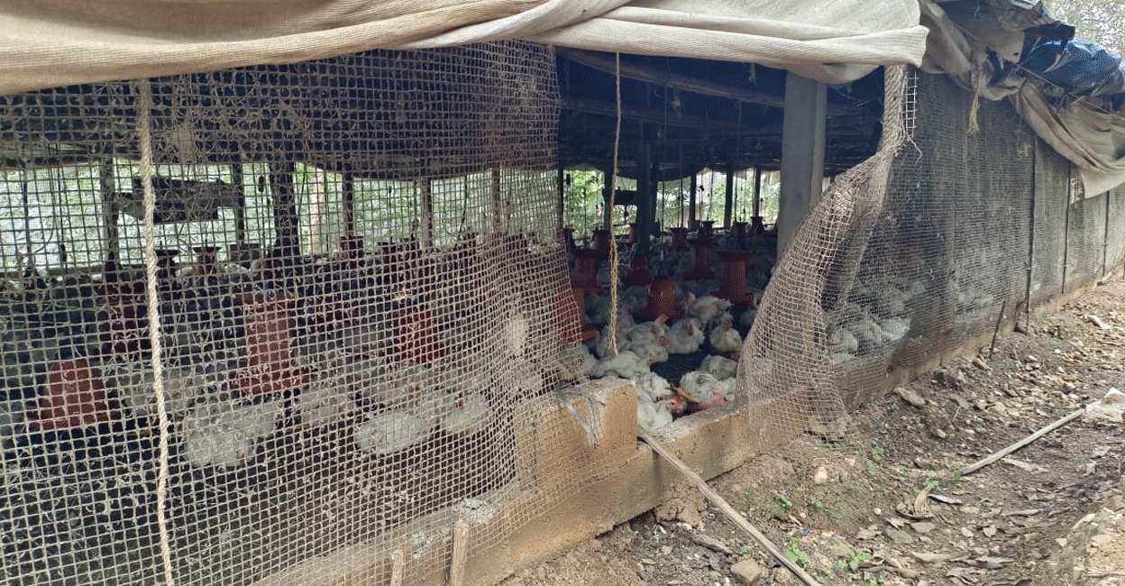 80-member team to hunt tiger that killed farmer in Wayanad four days ago