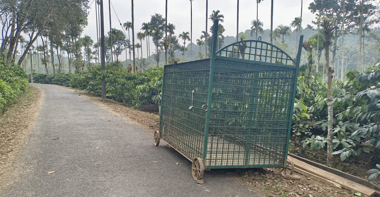 Forest sets up cage trap to capture another problem tiger