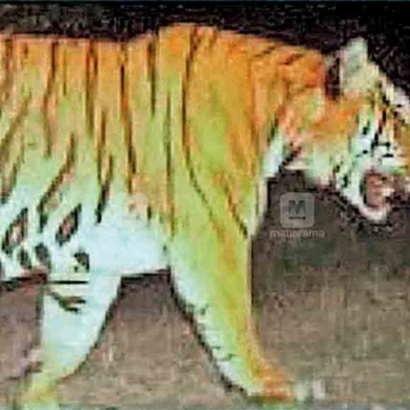 Tiger Eating Man