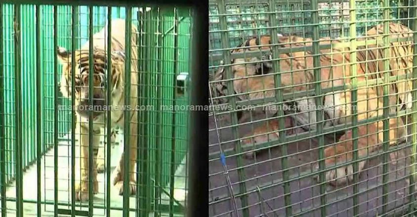 Wayanad's man-eating tiger brought to Puthur Zoo, to be treated for ...