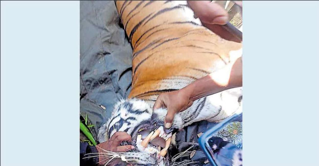 Tiger that killed 2 labourers near Kerala-Karnataka border captured