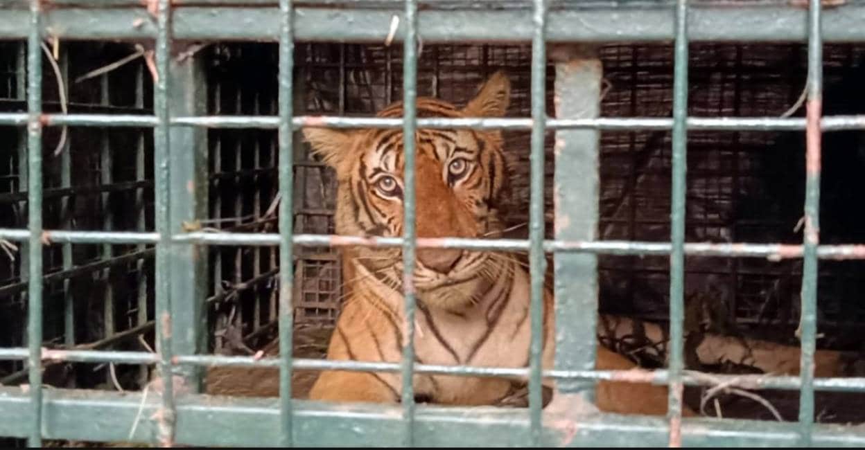 Humans, ageing tigers of Wayanad Wildlife Sanctuary in a fight for survival