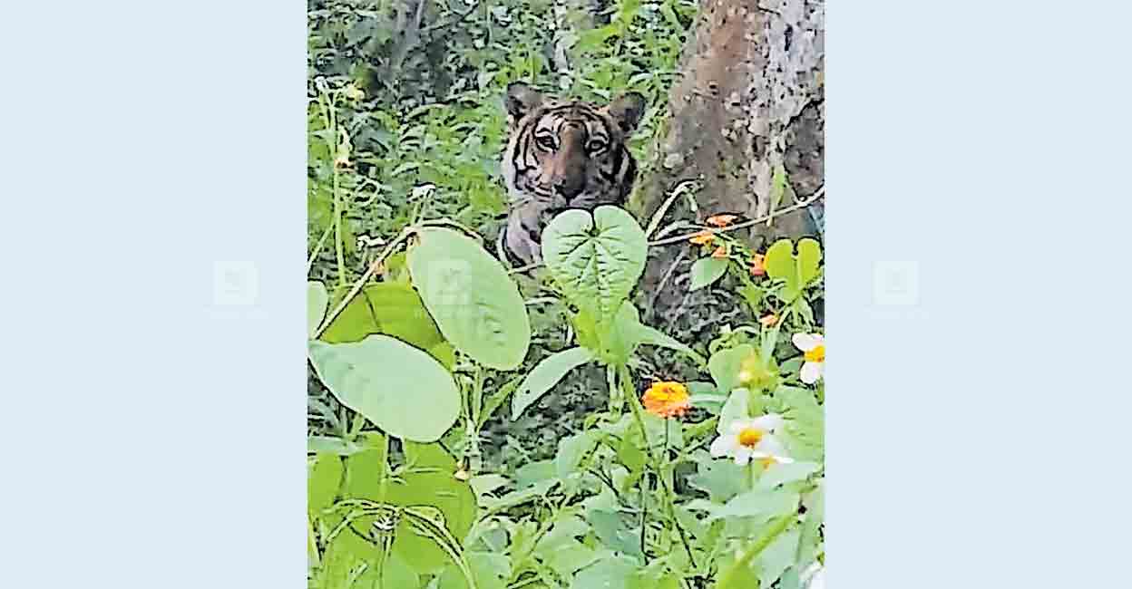Forest dept captures elusive tiger in Wayanad | Manorama English