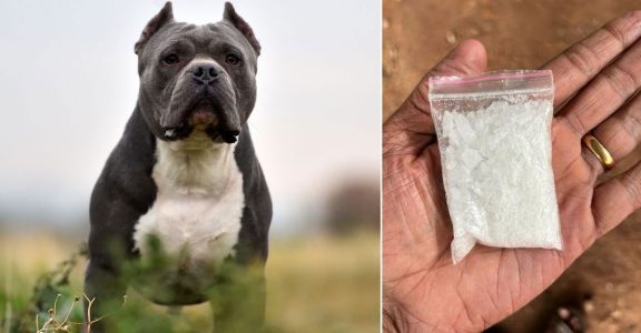 Thrissur Excise waits two days for right moment to seize MDMA kept in ...