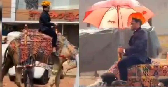 Groom on a camel: Kannur police books 26 people for disrupting traffic