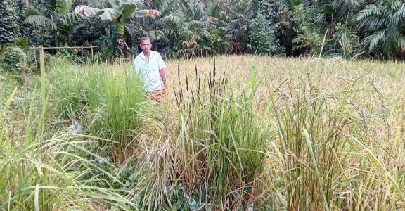 One man genebank: Kasaragod farmer who conserves 650 rice varieties to ...