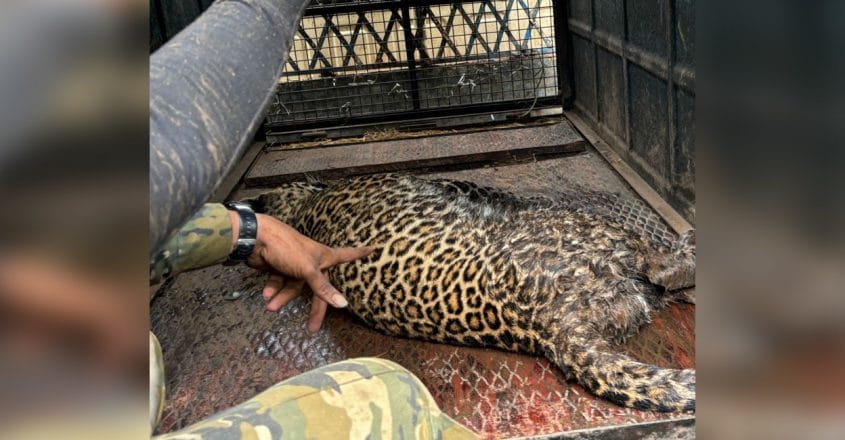Leopard that mauled 3-year-old child in Nilgiris captured