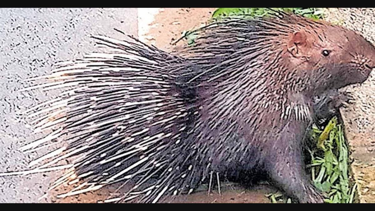 Porcupine Attack Before And After
