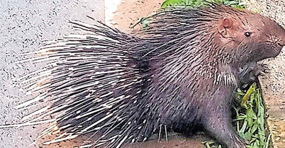 porcupine attack