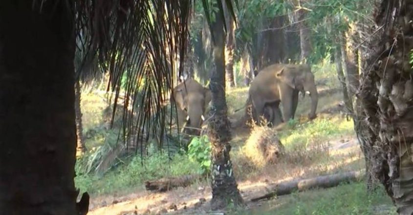 Wild animal attacks: Forest min summons high-level meeting; elephants ...