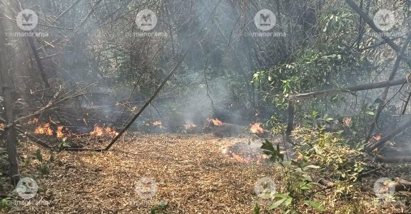 Mysterious fires break out in Kakkayam since Tuesday after gaur killed ...