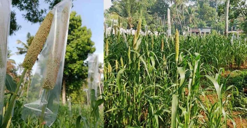 For a change, Kerala women farmers in Upper Kuttanad grow maize instead ...