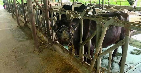Cattle theft at dairy farm: How top employees milk a bleeding ...
