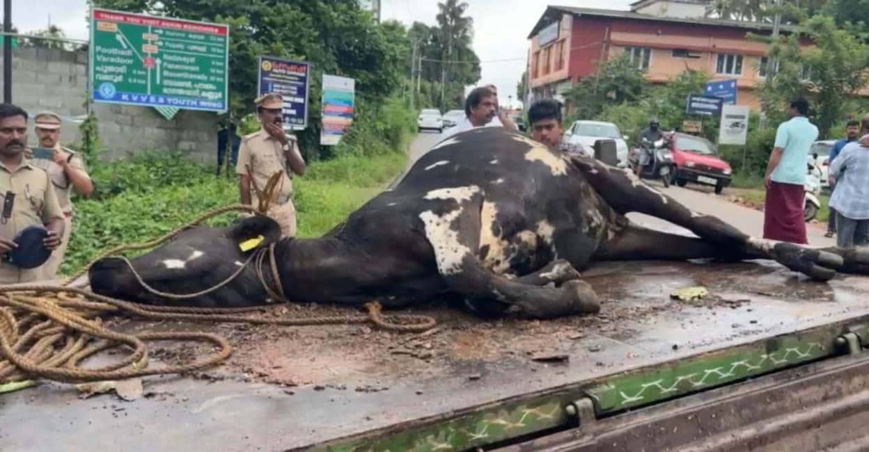 Tiger kills 3 more cows in Wayanad; Protesting farmers block highway ...
