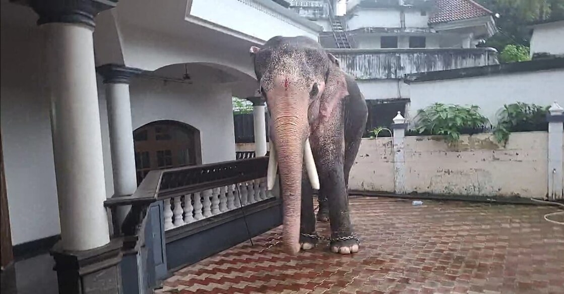 Elephant does a safari in Thrissur city as mahout lets it loose, causes ...
