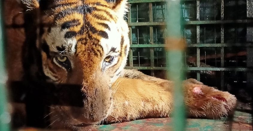 Ailing tiger stuck in trap cage in Wayanad, no space at animal hospice ...