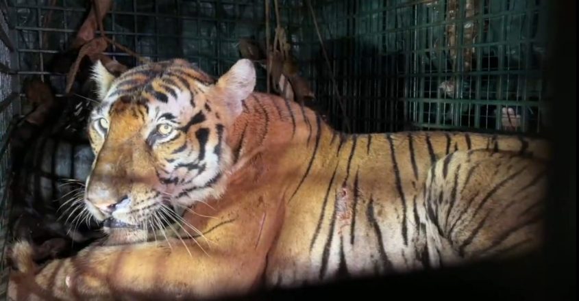 Ailing tiger stuck in trap cage in Wayanad, no space at animal hospice ...