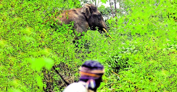 elephant attack manorama