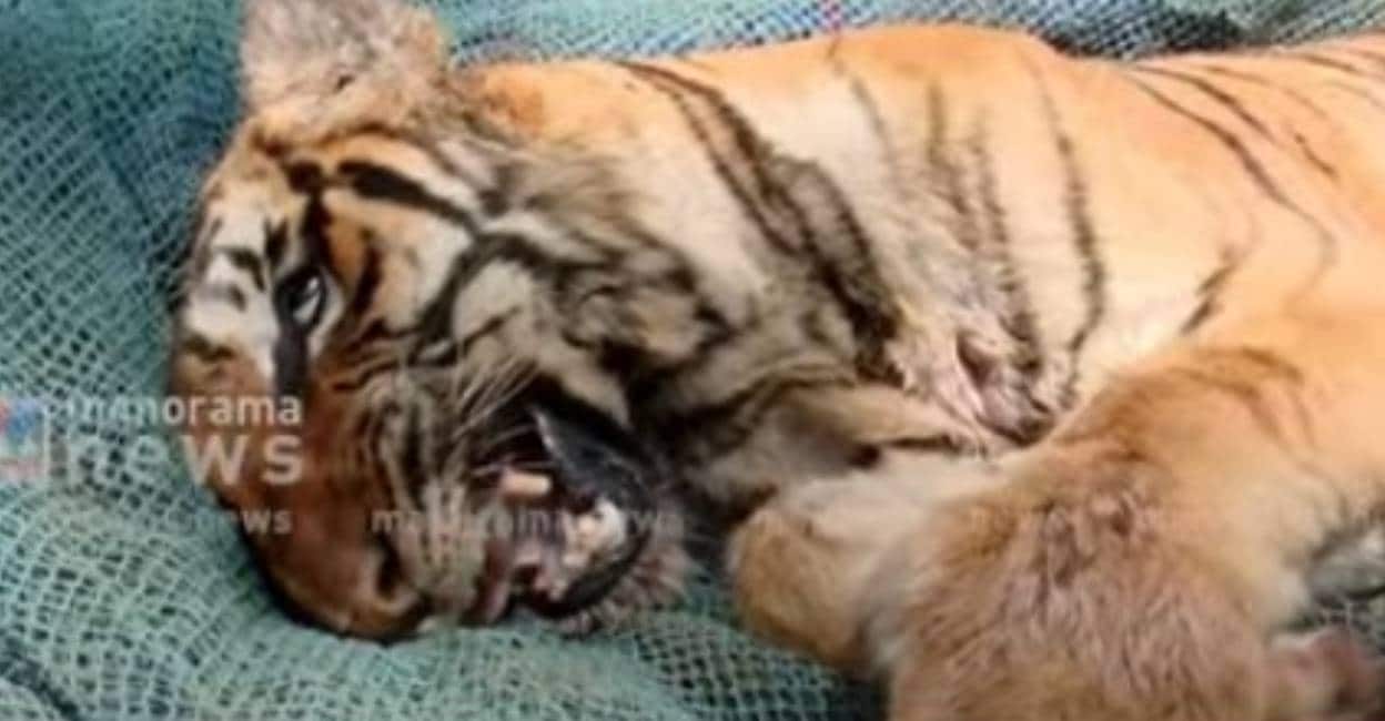 Injured tiger in Idukki’s Vandiperiyar shot dead by forest officials in ...