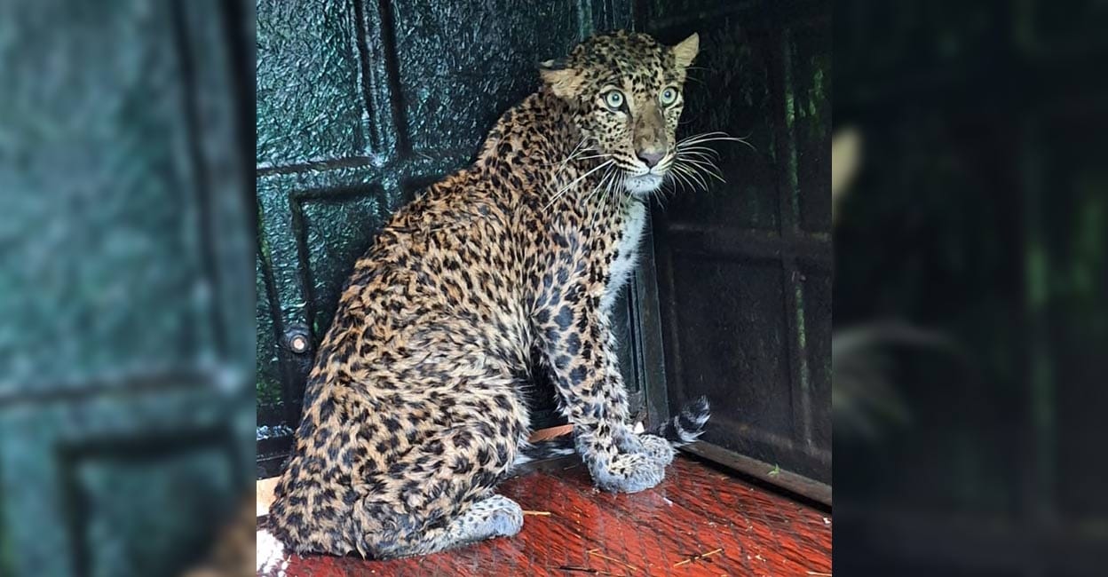 Leopard caught in cable trap in Wayanad, tranquilised and rescued | Kerala News | Onmanorama
