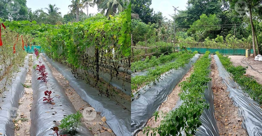 These women churn money from wasteland-turned farm in Alappuzha